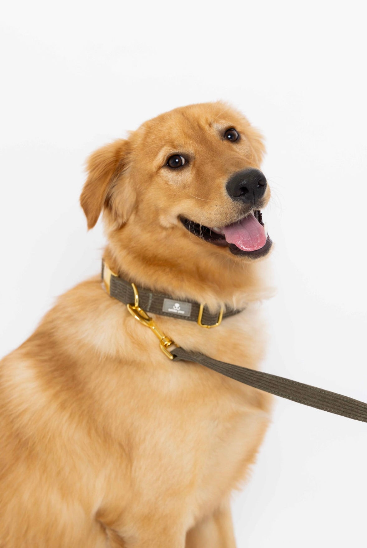 COLLAR & LEASHES – Golden Paw